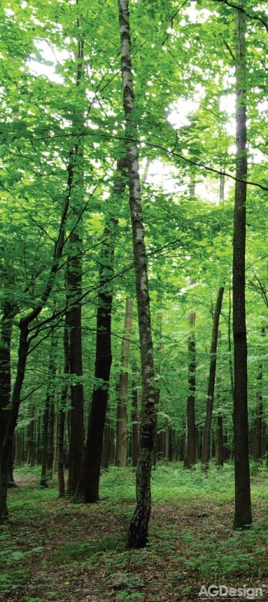 Vliesová obrazová tapeta FTN V 2920, Zelený les, 90 x 202 cm, AG Design